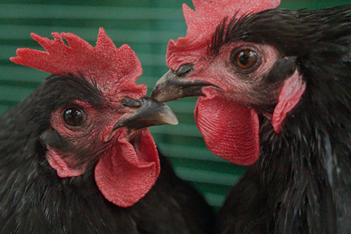Can chickens fix the world | Omlet