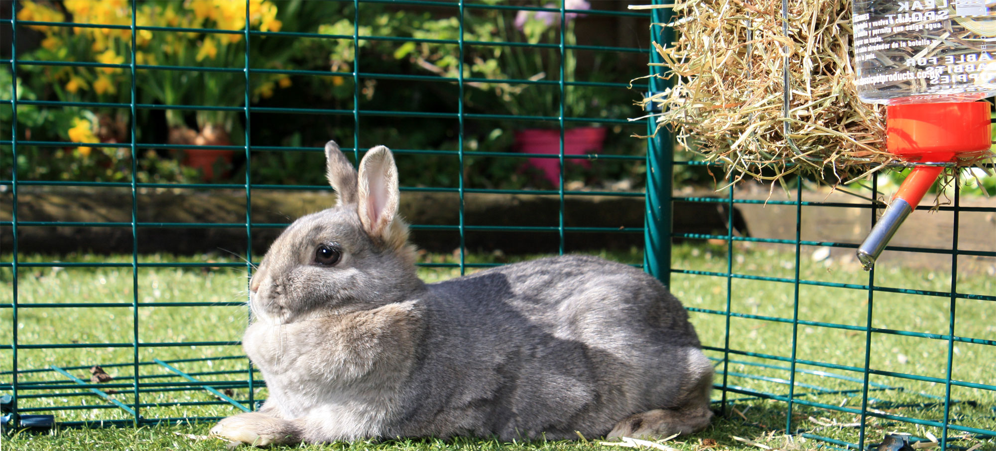 Rabbit Run With Base